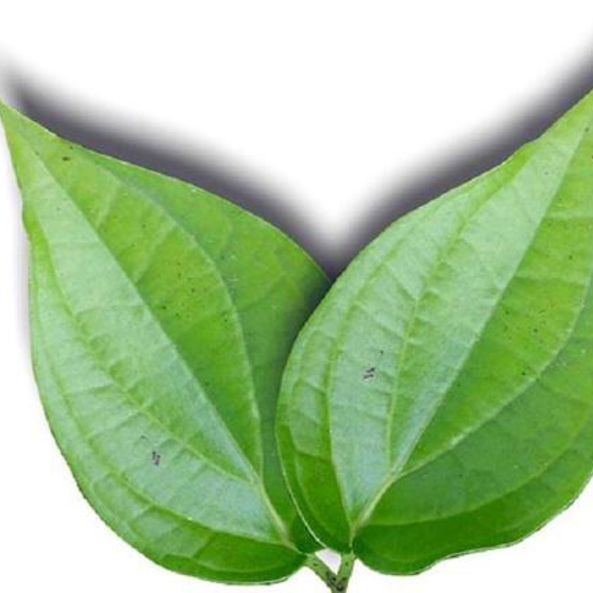 Pan Leaves (Paan/Betel Leaves) | Metro Spice Mart