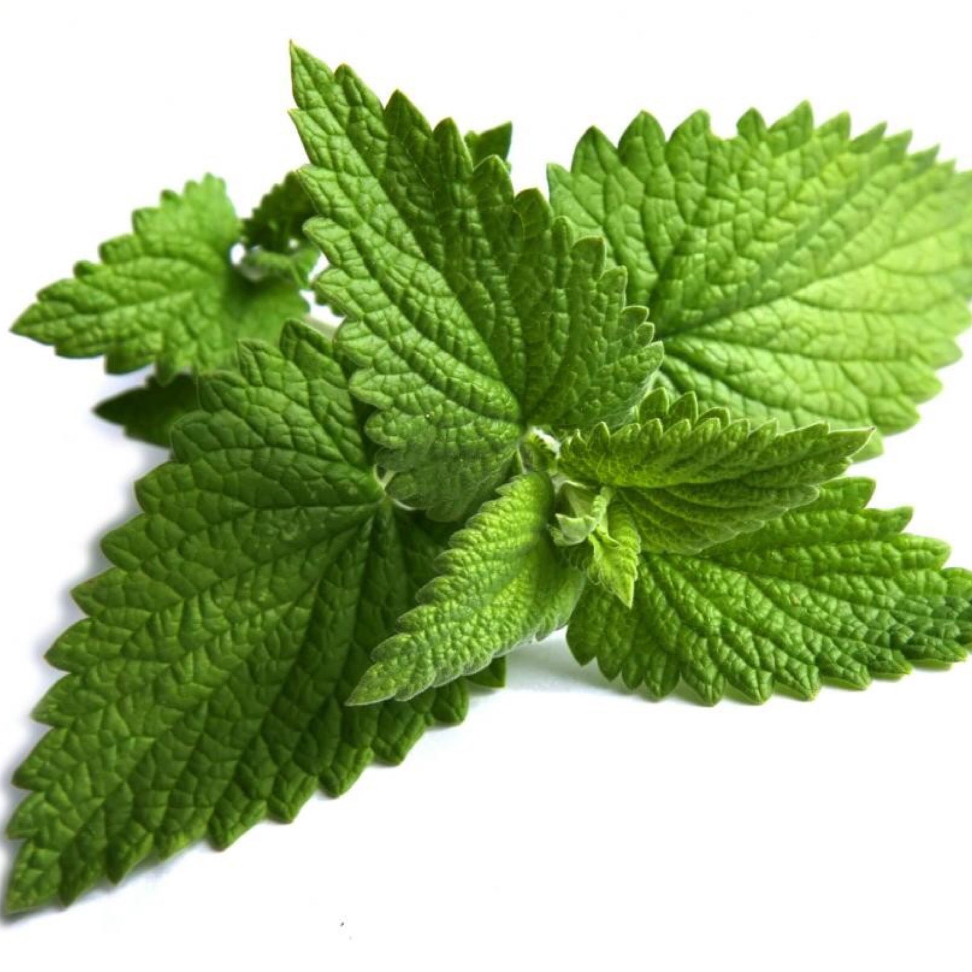 mint leaf